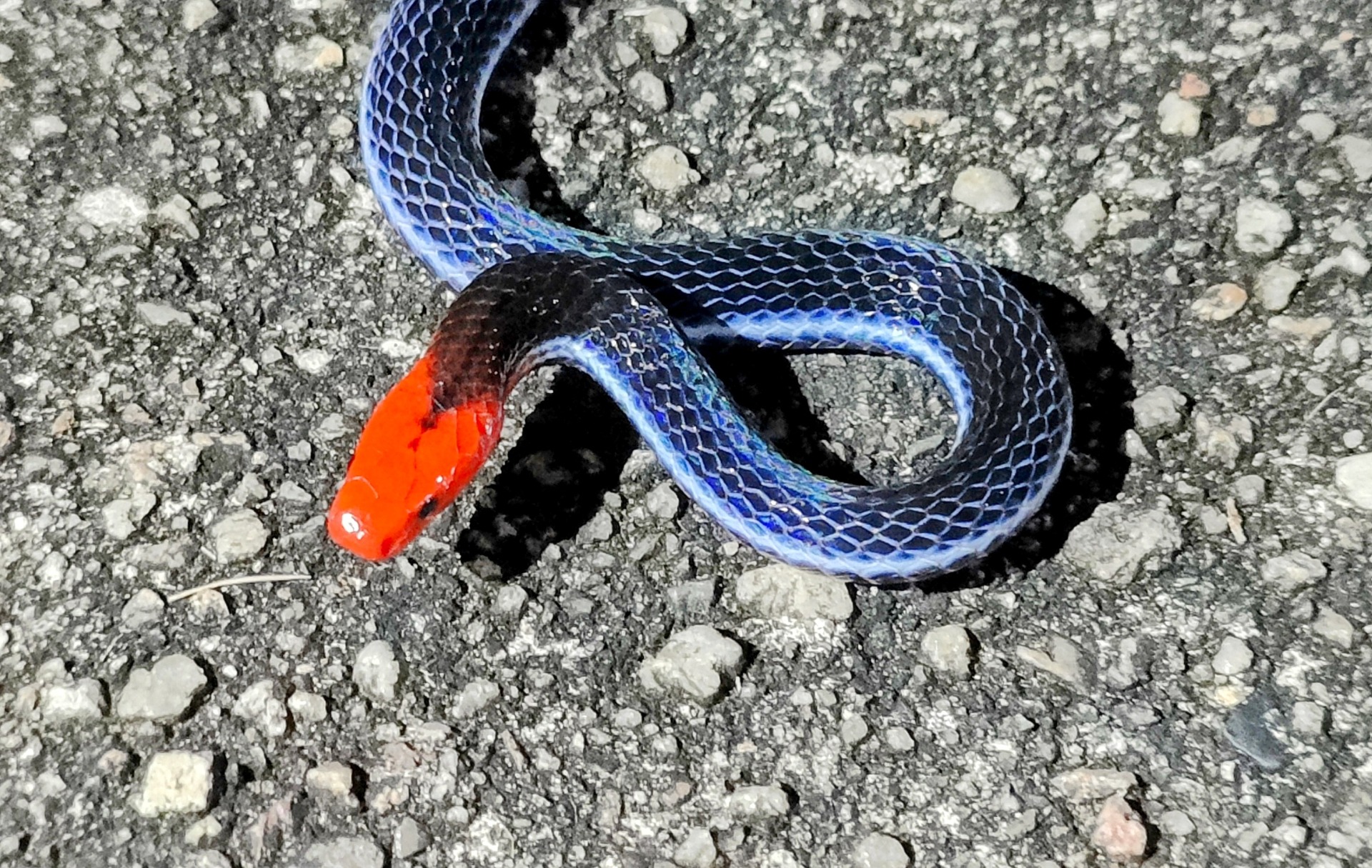 Snakes in Thailand :: FirstClaesSnakes